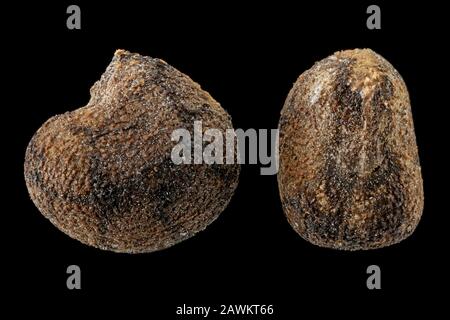 Anoda cristata, Spurred anoda, Crested anoda, seed, close up, seed size ...