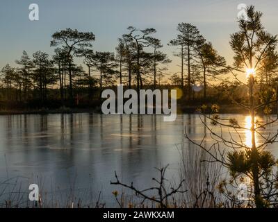 beautiful swamp landscape at sunrise, frozen swamp lake in the ...