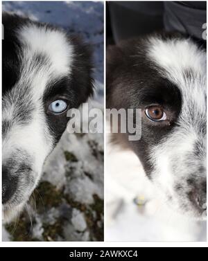 Dog portrait with two different colored eyes Stock Photo - Alamy
