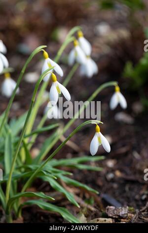 February flowering snowdrop with yellow ovary and inner markings ...
