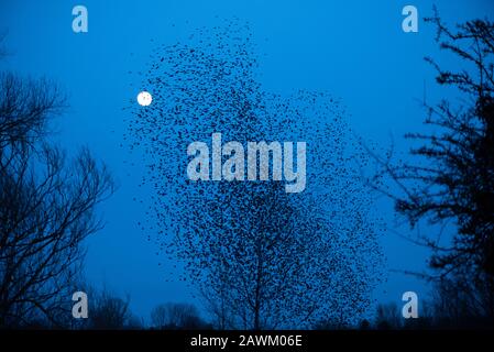 Starling murmuration with full moon Stock Photo - Alamy
