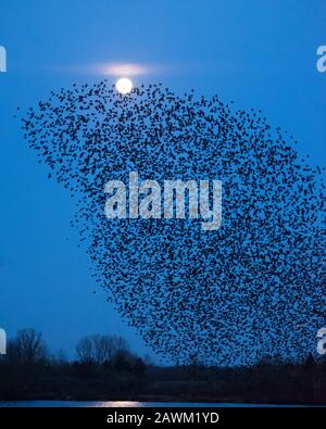 Starling murmuration with full moon Stock Photo - Alamy