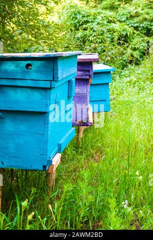 Yellow and blue hives on apiary under large flowering acacia tree ...