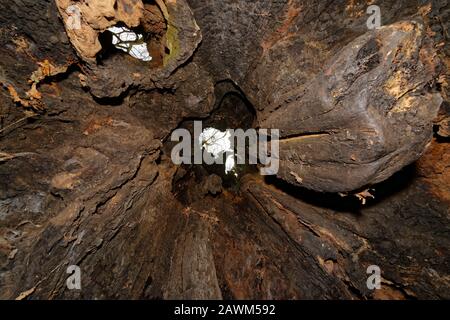 The Old Electric Oak, Wickwar Pedunculate (English) Oak Tree - Quercus ...