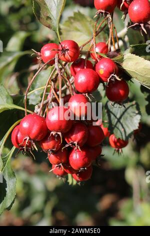 Bright red Crab apples hanging from a tree. Herefordshire England UK ...