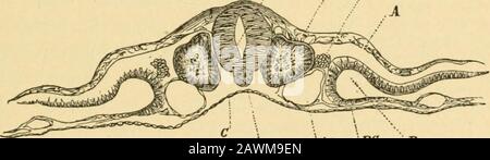 A system of obstetrics . Cross-section of Embryo of chick througl) the ...