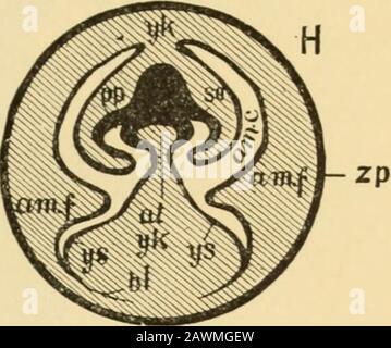 A system of obstetrics . am Stock Photo - Alamy