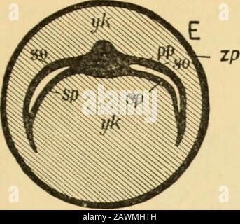 A system of obstetrics . Diagrams to illustrate the Development of the ...