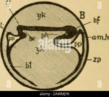 A system of obstetrics . am Stock Photo - Alamy