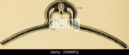 A system of obstetrics . Cross-section of Embryo of chick througl) the ...