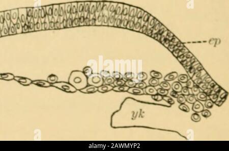 Pig embryo cross section showing spine, foregut, pleural cavity, heart ...