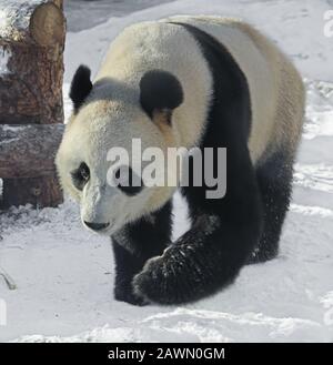 The Giant Panda, Ailuropoda melanoleuca, also known as panda bear, is a ...
