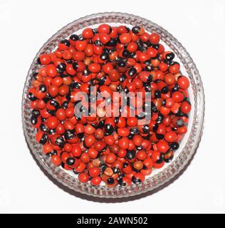 Rosary Pea or Abrus precatorius also known as Jequirity or prayer bean ...