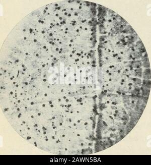 Oidium or powdery mildew of the vine . to as Oidium in Europe. The ...