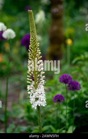 eremurus robustus,Foxtail lily,,raceme,white flower spike,flowers,spike ...