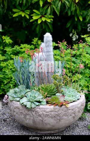 cacti,cactus,cactus display,cacti displays,unusual display,small pot ...
