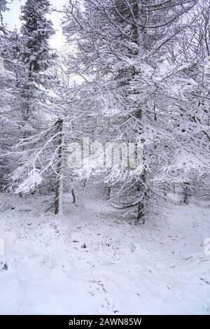Snow-covered forest in the Jizera Mountains, Poland Stock Photo - Alamy