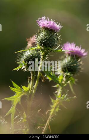 wild scottish thistles with purple flower heads growing wild in the ...