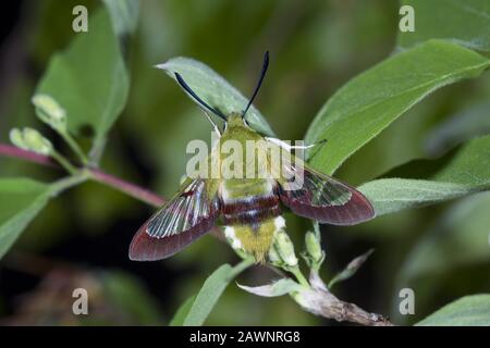 Bumblebee hawk-moth (Hemaris fuciformis) - a butterfly from the hawk ...