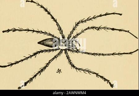 Other animals, Spiders, Arachnids, Animals, Scorpions, Yellow Thick ...