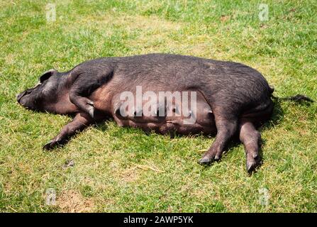 Domestic Pig, Large Black sow, resting in paddock, Museum of East ...