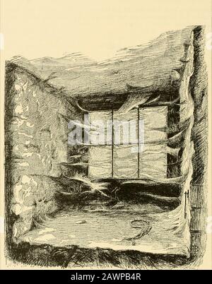 Spiders hanging on webs in Stone Town, Zanzibar Stock Photo: 7963804 ...
