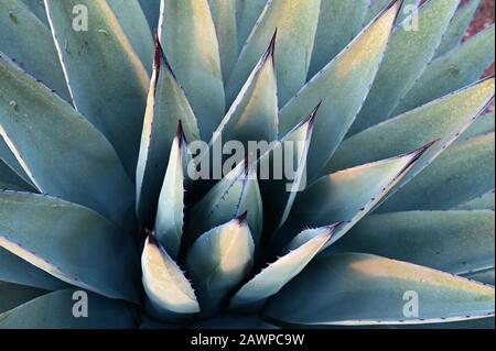 Detail of agave plant in Sedona, Arizona backcountry showing stiff ...