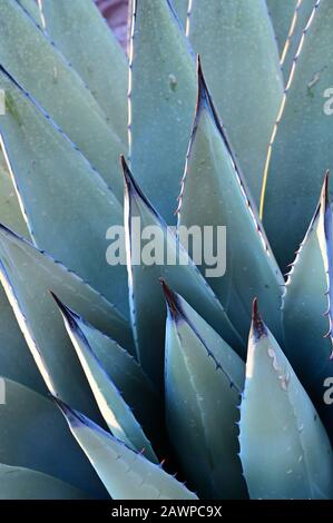 Detail of agave plant in Sedona, Arizona backcountry showing stiff ...