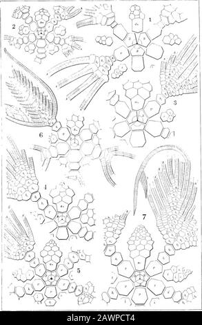 [Reports volI-XIII] . CRINOIDS. PLATE XXVII. Explanation of Plate XXYII ...