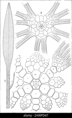[Reports volI-XIII] . CRINOIDS. PLATE XXVII. Explanation of Plate XXYII ...