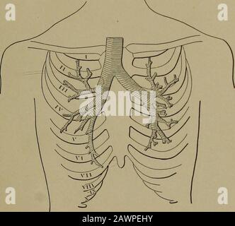 Physical diagnosis, including diseases of the thoracic and abdominal ...