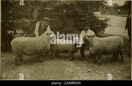 Three sheep with thick wool Stock Photo - Alamy