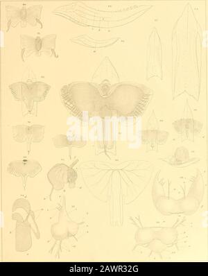 The Thecosomata and Gymnosomata of the Siboga-expedition Stock Photo ...