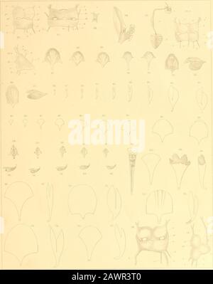 The Thecosomata and Gymnosomata of the Siboga-expedition Stock Photo ...