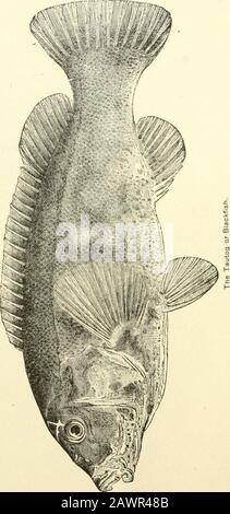 Female near fish tank on sturgeon farm Stock Photo - Alamy