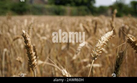 Closeup shot of a Triticale field during daytime Stock Photo - Alamy