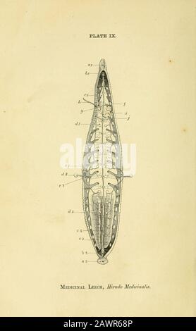 Forms of animal life (Plate IX) (8391356895 Stock Photo - Alamy