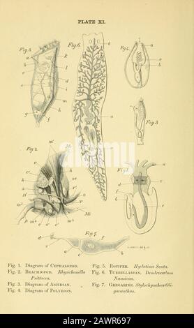 'Forms of Animal Life' Plate XI illustrates various species from the ...