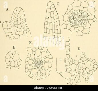 Azolla filiculoides (Azolla filiculoides), on a pond, Germany Stock ...