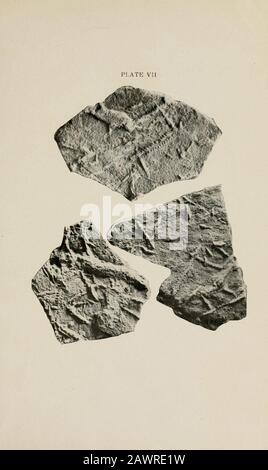 Fossil ice crystals Stock Photo - Alamy