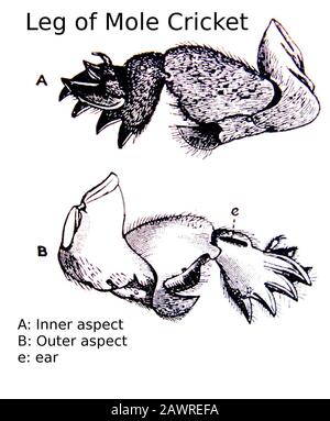 The fossorial front leg of a mole cricket, as depicted in this image ...