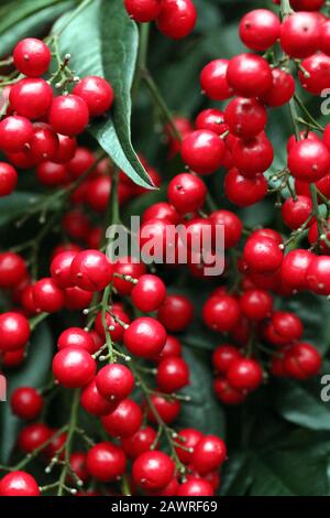 Winterberry, Ilex verticillata, shrubs with red berries after fresh ...
