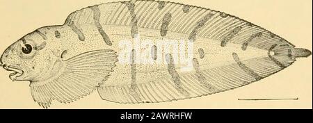 . Fishes. Fishes. Fig. 575,—Lumpfish, Cyclopterus lumpus (Linna?us ...