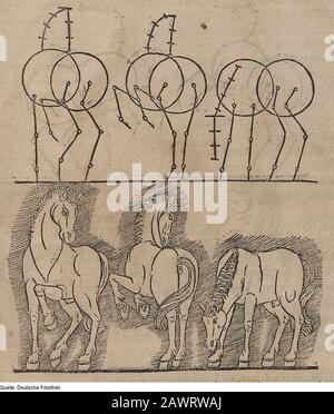 Fotothek df tg 0000904 Geometrie 5E Proportion 5E Pferd Stock Photo - Alamy