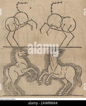 Fotothek df tg 0000905 Geometrie 5E Proportion 5E Pferd Stock Photo - Alamy
