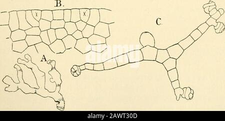 Fern Prothallium Filamentous