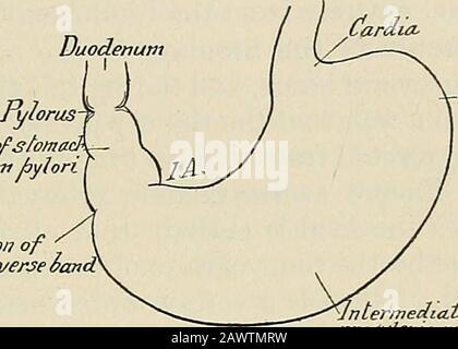 Pyloric region of stomach Stock Photo - Alamy