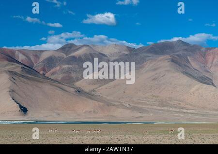 Kiang, Equus kiang, Ladakh, India. The kiang is the largest of the wild ...