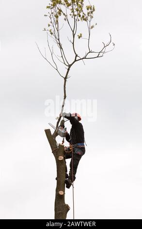 Tree Surgeon climbing and secured by safety harness to adjoining tree ...
