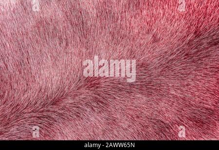 deer skin background Stock Photo - Alamy